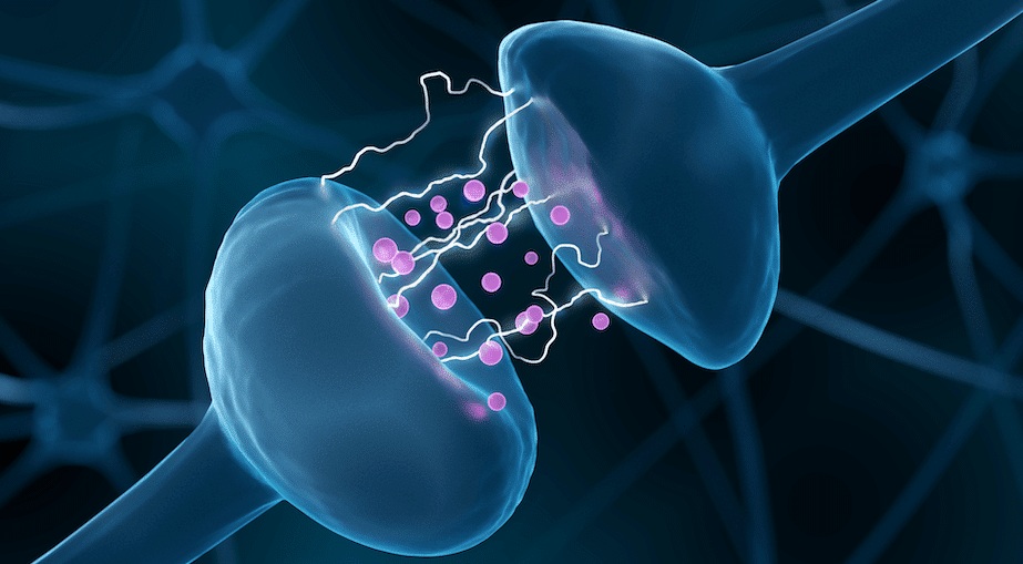Principles of Neuroscience: Neurotransmitters - How to Get the Message ...