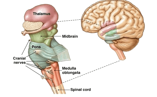 Principles of Neuroscience 101: The Brain - The Most Powerful Tool