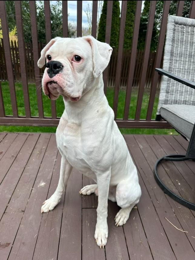 Boxer Coat Colors Patterns