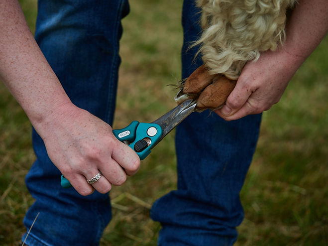 Mating, Pregnancy & Birthing in Alpacas