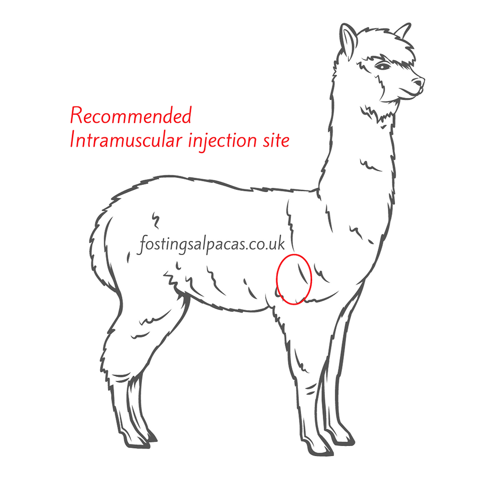 How to Administer Medications in Alpacas