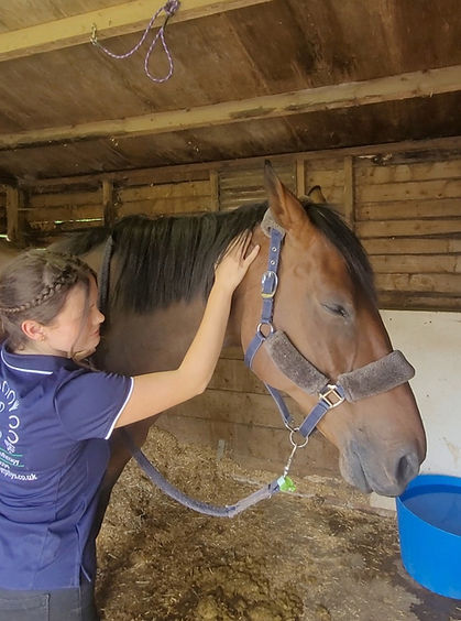 About | Every Step Vet Phys