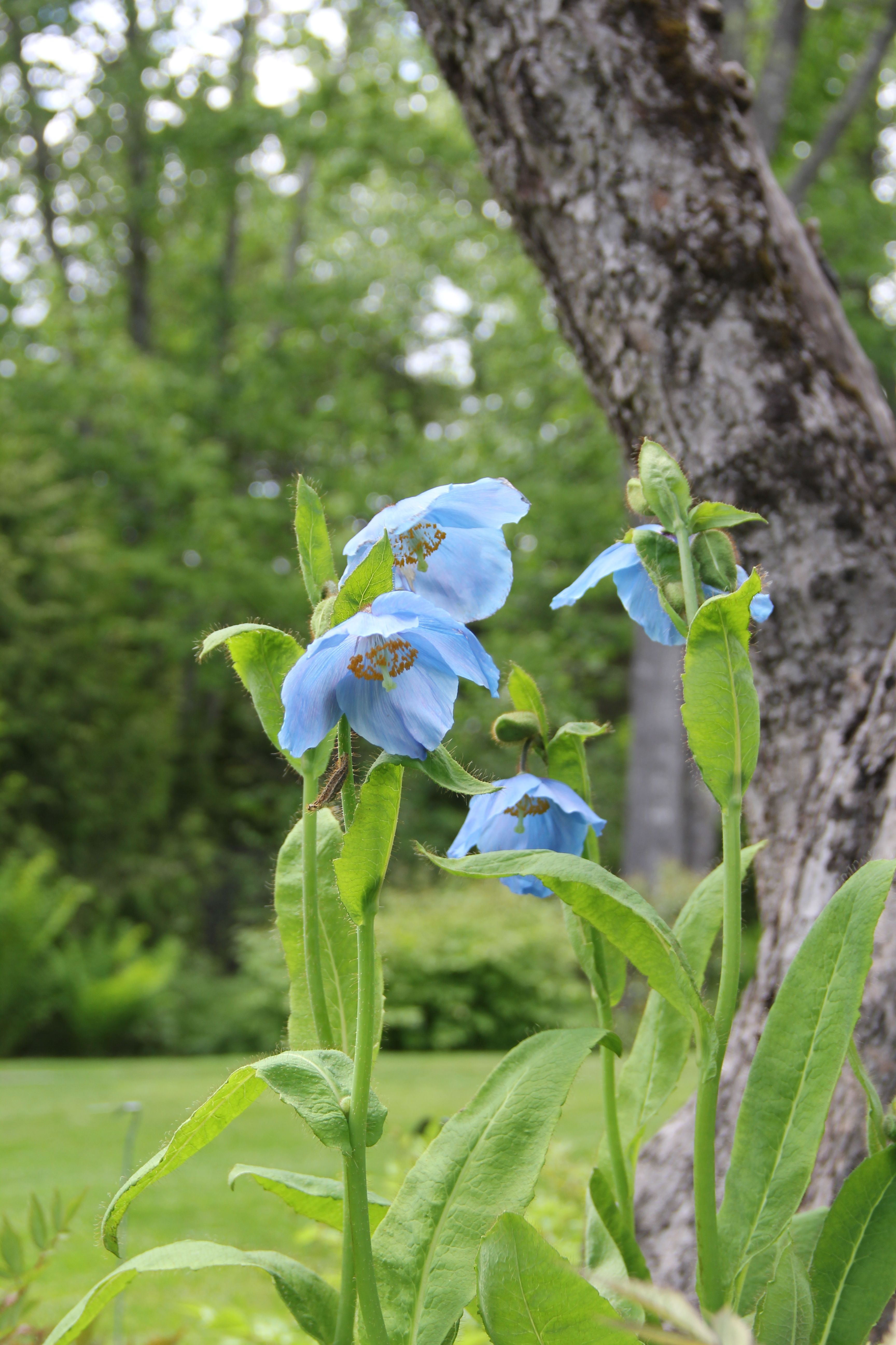 Thuya Garden | gardenpreserve