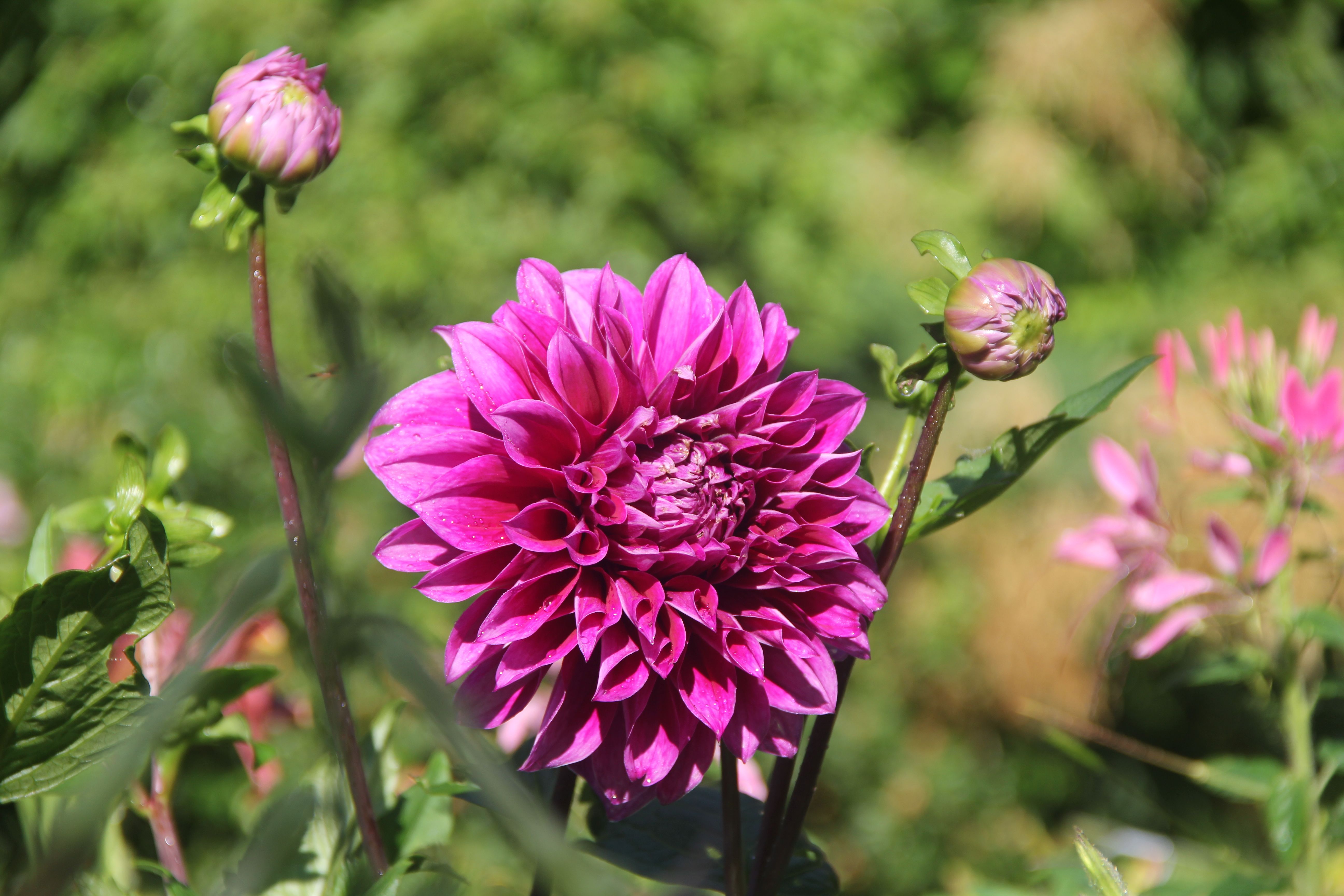 Thuya Garden | gardenpreserve