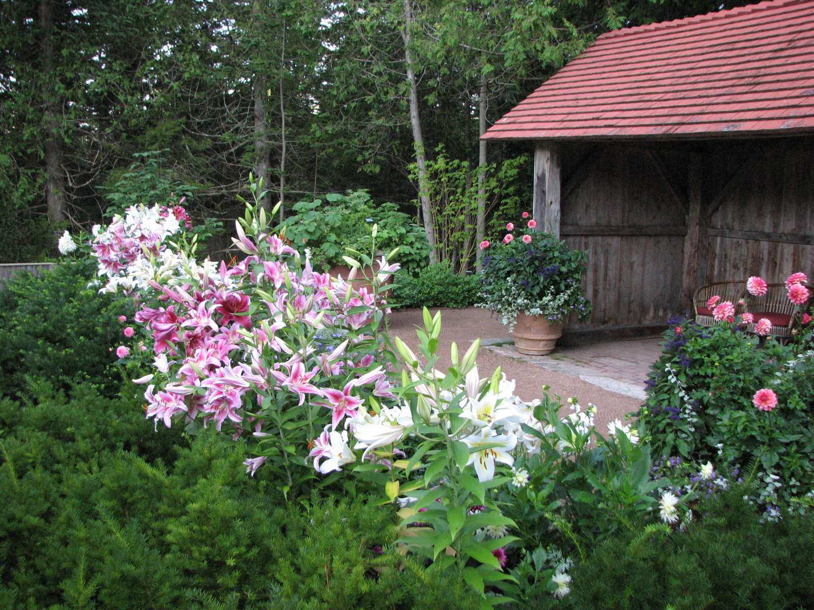 Thuya Garden | gardenpreserve