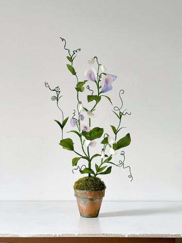 Sweet Pea Paper Plant | Blooms By Beam