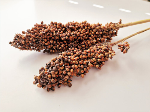 Red Sorghum Spray / Dari Cob | Little Pads Stash