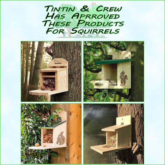 Squirrel Feeder Guide!
