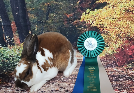 My Mini Rex Doe's | Debra's Bunny Barn