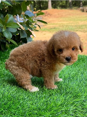 Puppies | teacuppuppiesgalleria