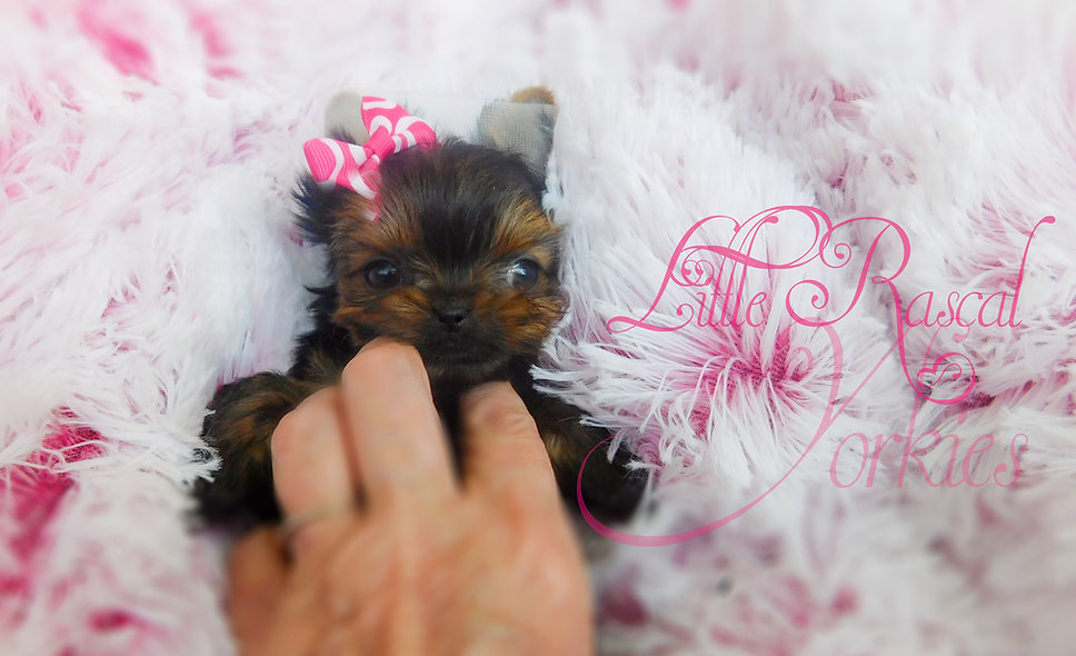 Baby Doll Face Yorkies and Maltese | Little Rascal Yorkies