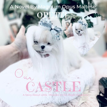 Extreme Baby Doll, Baby Faced, Yorkies and Korean Maltese, for Sale.