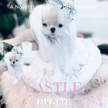 Extreme Baby Doll, Baby Faced, Yorkies and Korean Maltese, for Sale.