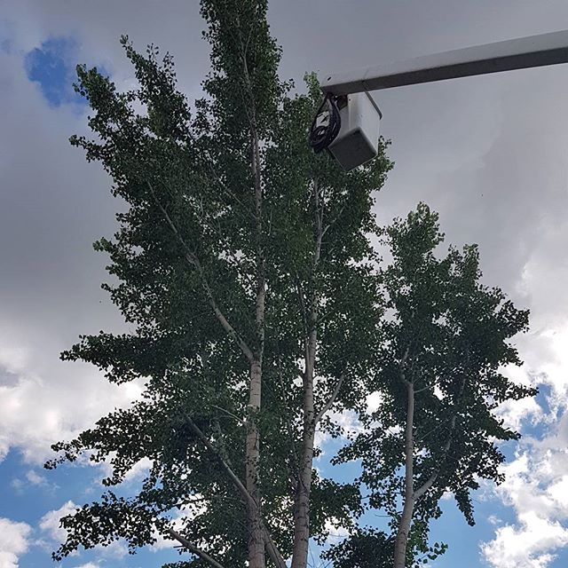 Arborist | Brandon | Advanced Arborcare Tree Services