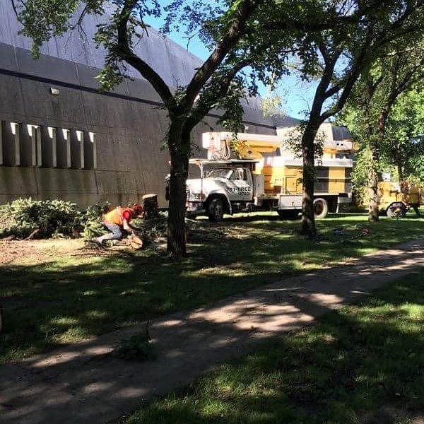 Arborist | Brandon | Advanced Arborcare Tree Services