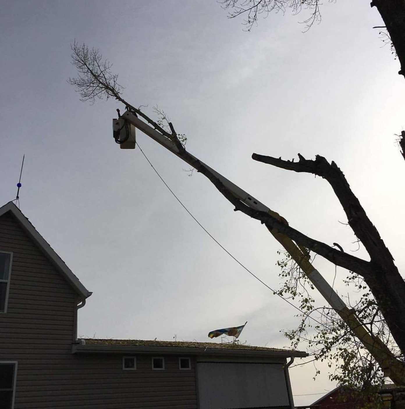 Arborist | Brandon | Advanced Arborcare Tree Services