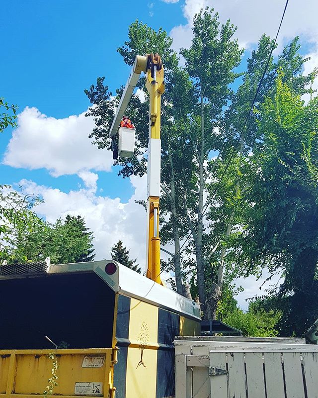 Arborist | Brandon | Advanced Arborcare Tree Services