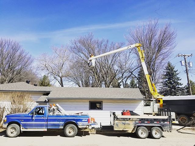 Arborist | Brandon | Advanced Arborcare Tree Services