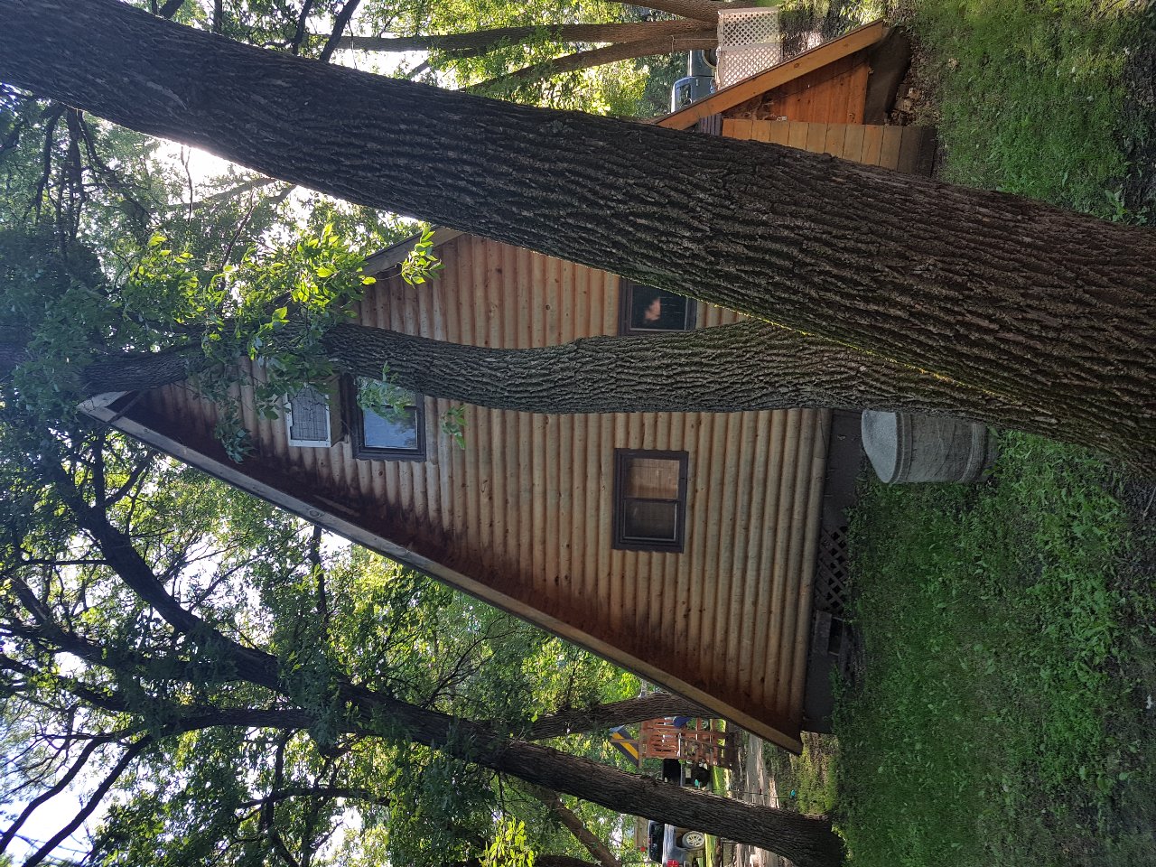 Arborist | Brandon | Advanced Arborcare Tree Services