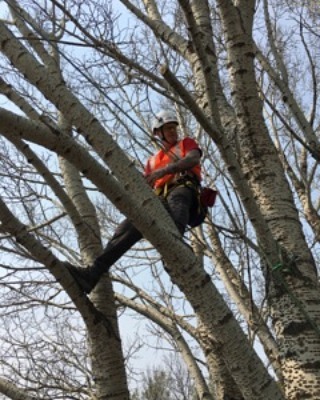 Arborist | Brandon | Advanced Arborcare Tree Services