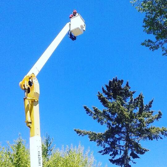 Arborist | Brandon | Advanced Arborcare Tree Services