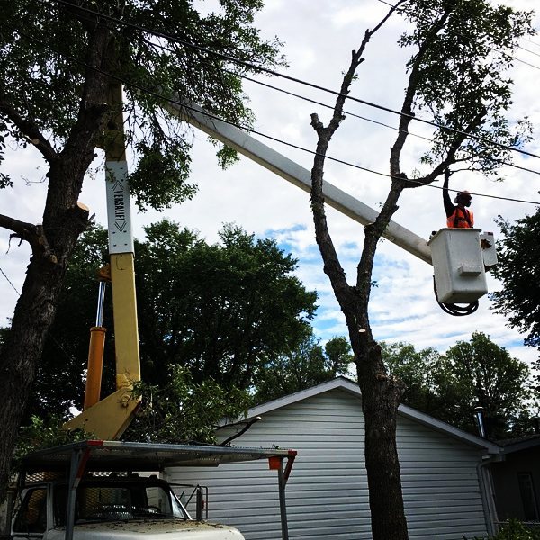 Arborist | Brandon | Advanced Arborcare Tree Services
