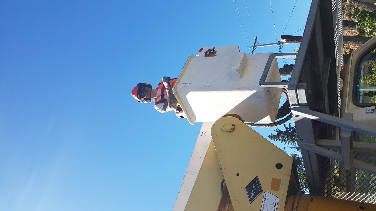 Arborist | Brandon | Advanced Arborcare Tree Services