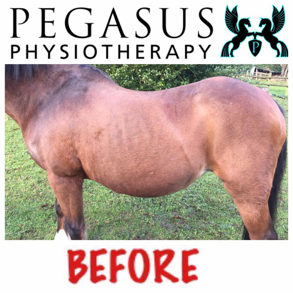 Equine physiotherapy for the older horse