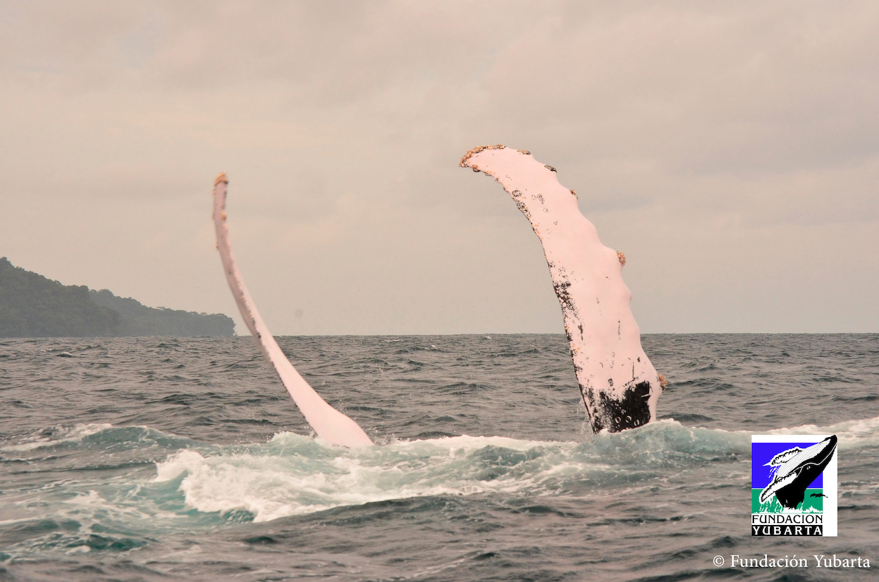 alas de vuelo profundo | Las vidas secretas de las ballenas