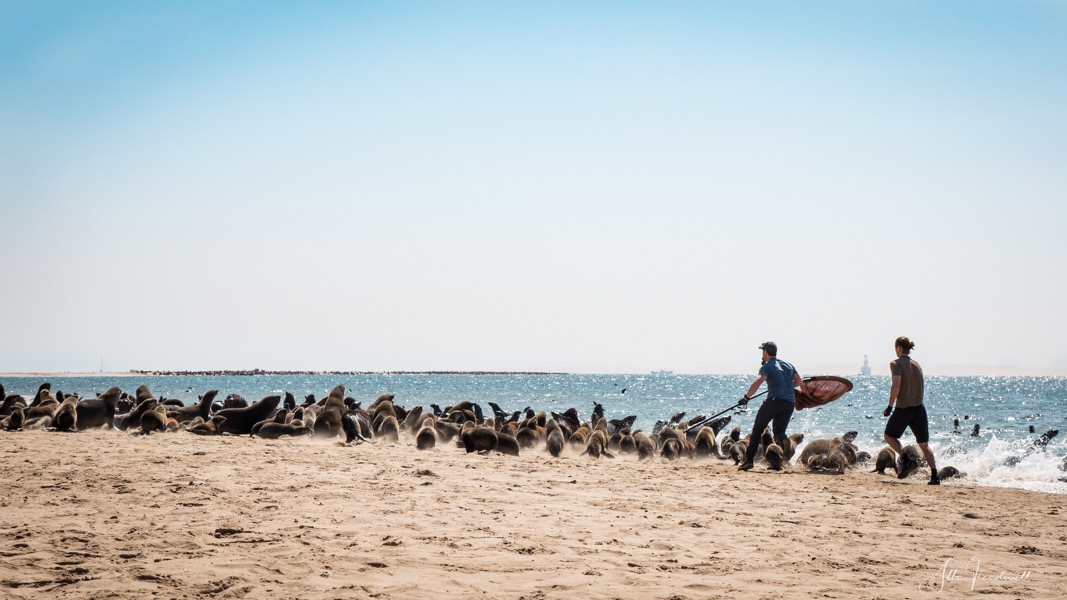 Non-profit organisation | Ocean Conservation Namibia | Erongo Region