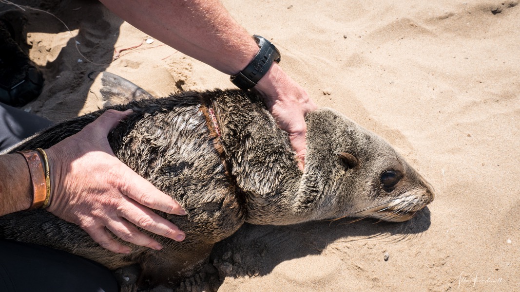 Non-profit organisation | Ocean Conservation Namibia | Erongo Region