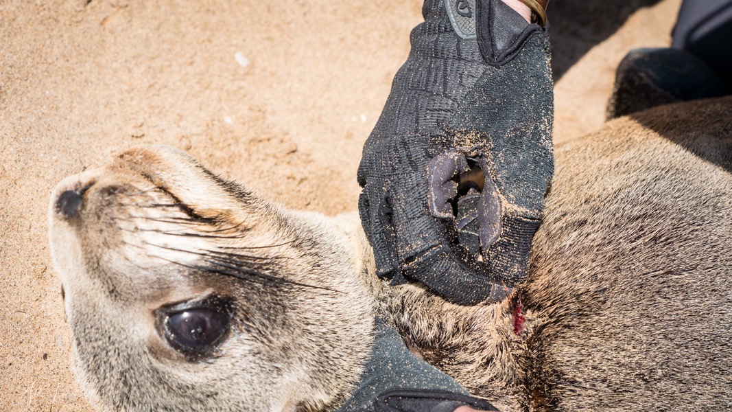 Non-profit organisation | Ocean Conservation Namibia | Erongo Region