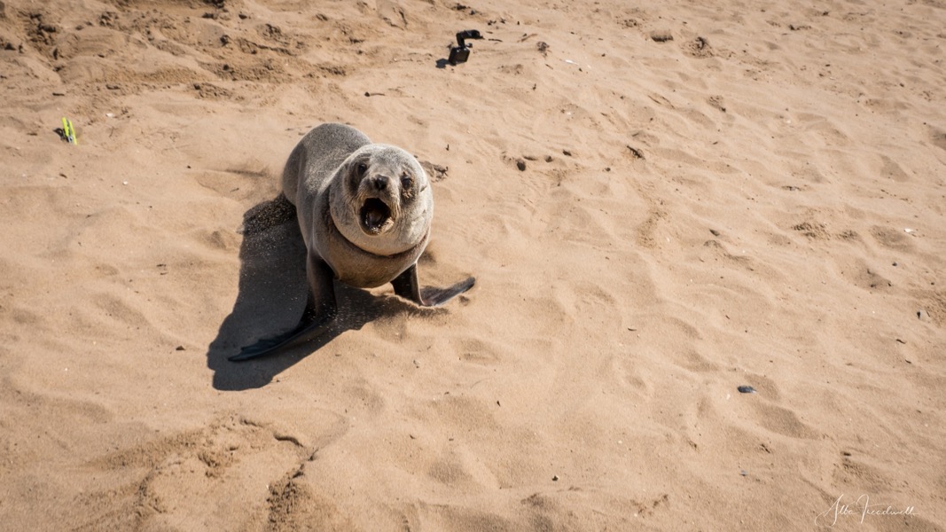 Non-profit organisation | Ocean Conservation Namibia | Erongo Region