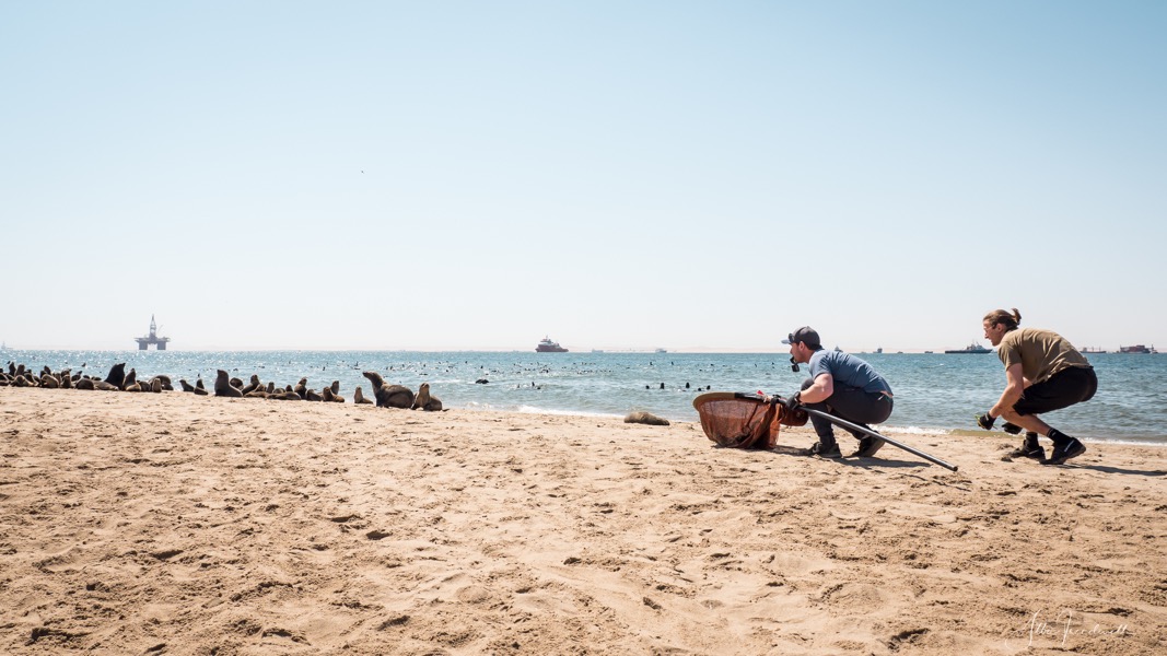 Non-profit organisation | Ocean Conservation Namibia | Erongo Region