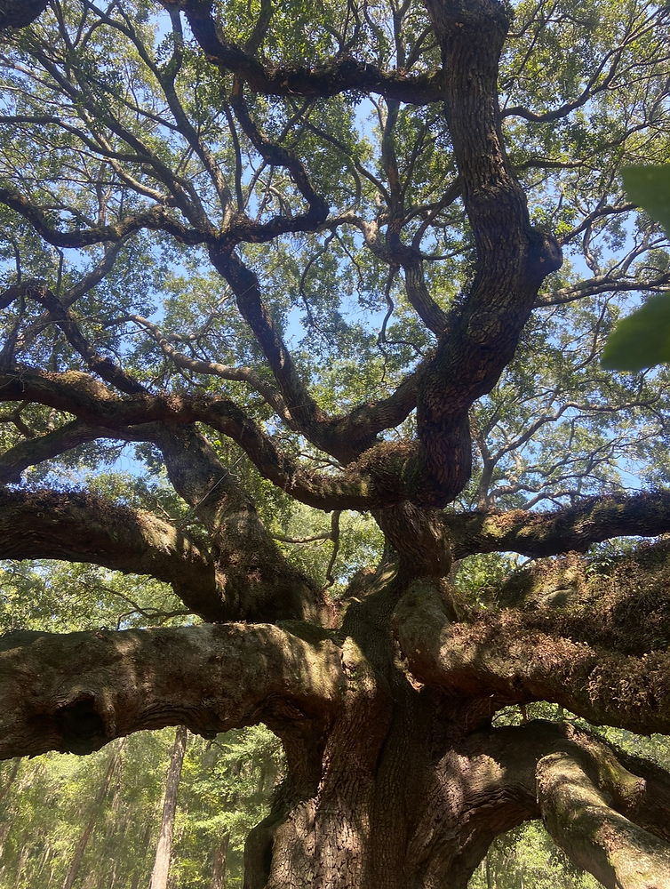The Tree of Life: A Personal Journey Through Aging with Wisdom and Joy
