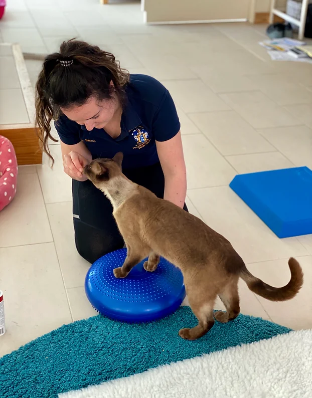 Feline Physiotherapy in Oxfordshire | Motion Vet Physio