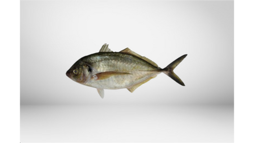 PESCE CARANGO (TREVALLY) | PACIFIC SEA SAS