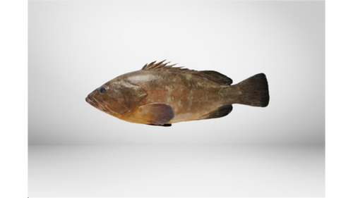 PESCE CERNIA | PACIFIC SEA SAS