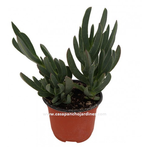 PLANTA CRASULA DEDO MORO, MACETA 4" Lampranthus spectabilis ...
