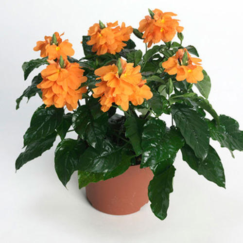 CROSSANDRA EN MACETA DE 6" FLOR NARANJA | casapanchojardines