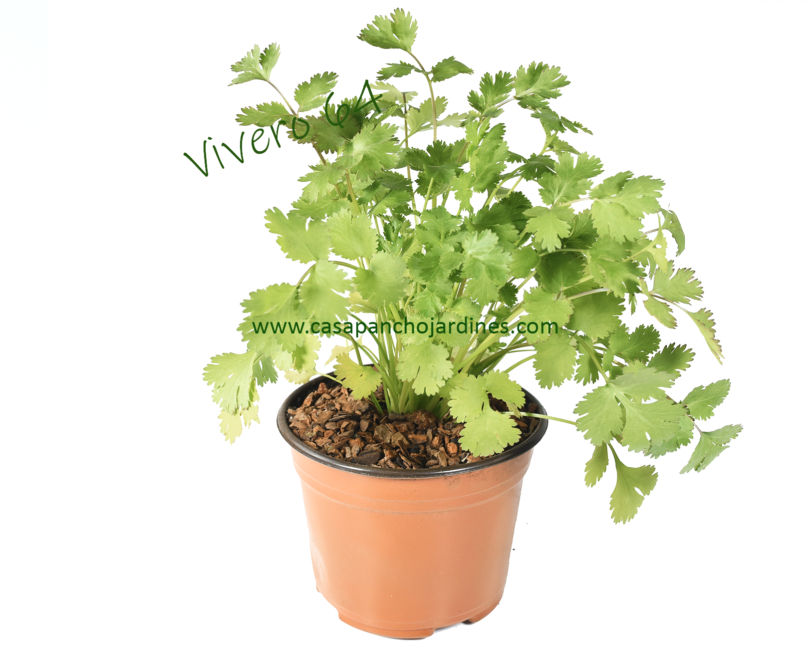 PLANTA DE CILANTRO FR ORGANICO (Coriandrum sativum) EN MACETA DE 5" CON ...
