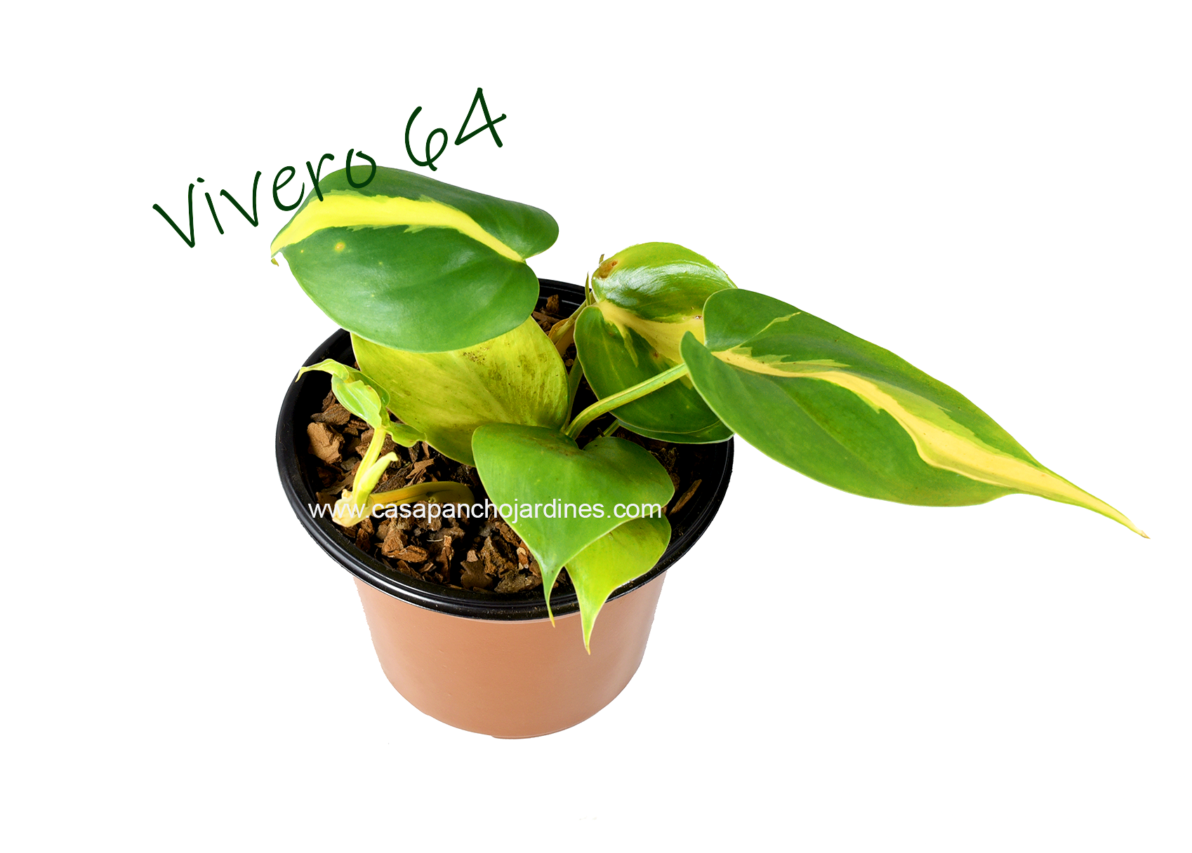 PLANTA TELÉFONO VARIEGADO (Epipremnum aureum) EN MACETA DE 5 ...