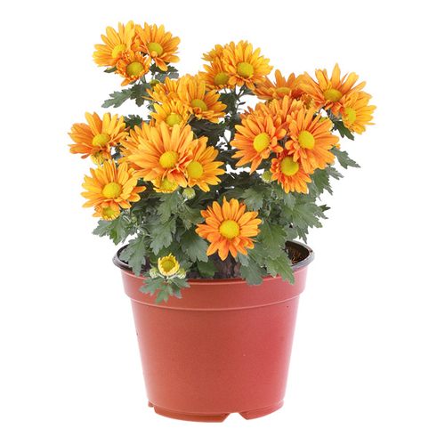 CRISANTEMO VARIADO EN MACETA DE 6" | casapanchojardines