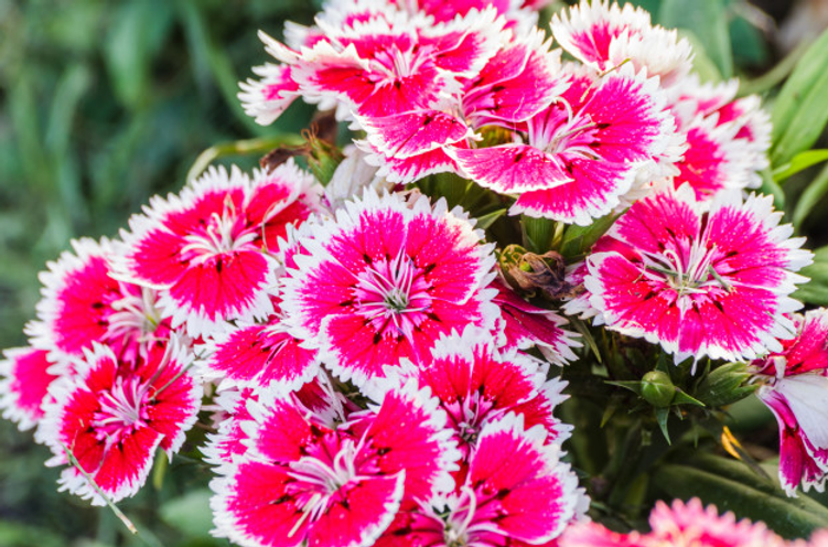 PLANTA ORNAMENTAL CLAVELINA EN MACETA 5" dianthus chinensis ...