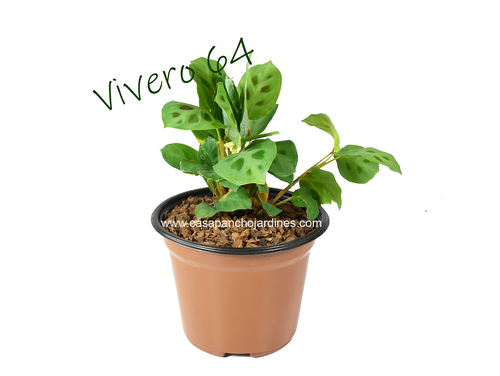 PLANTA DE MARANTA SAPITO (Maranta leuconera) EN MACETA DE 5 ...