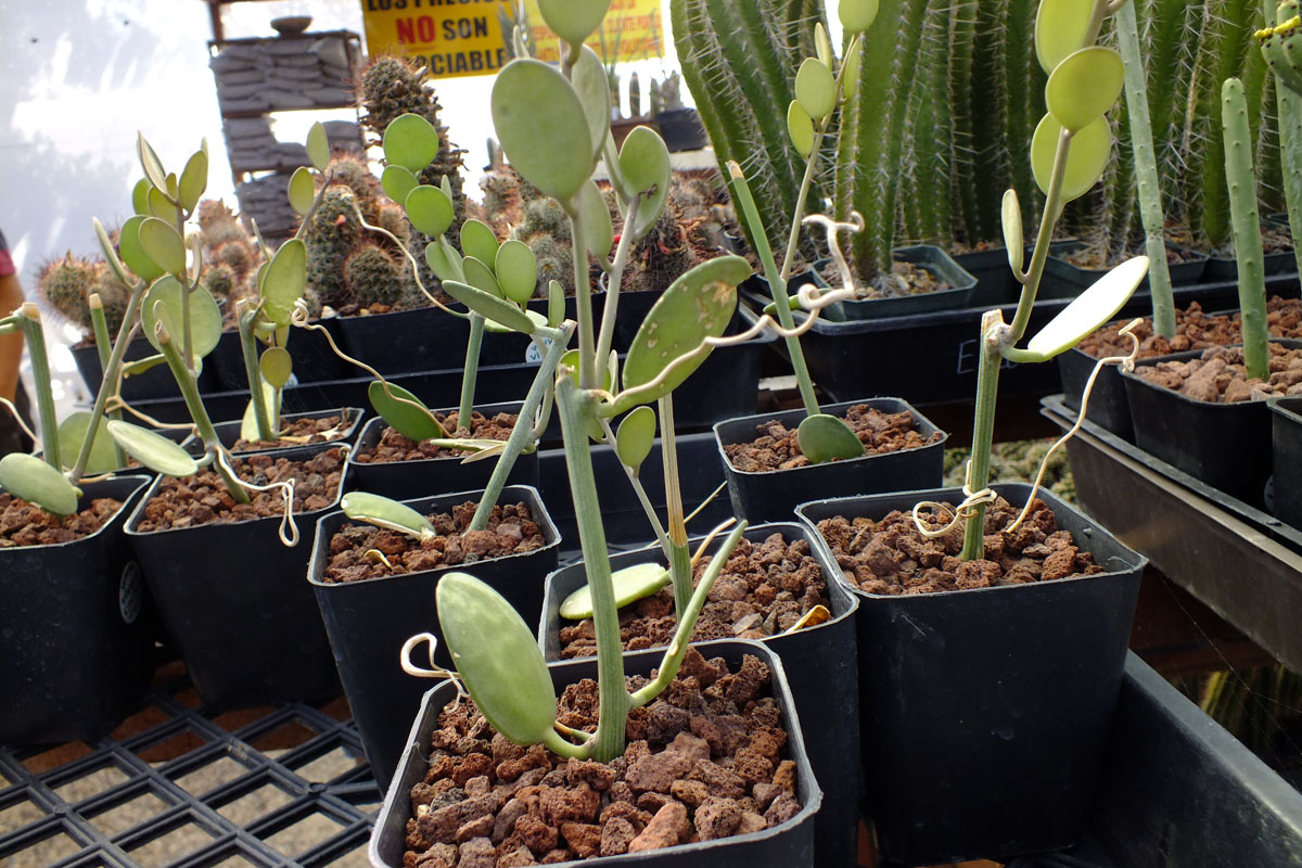 SUCULENTA MONEDA, PLANTA ORNAMENTAL MACETA 4" Xerosicyos danguyi ...