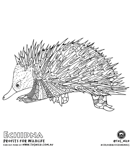 Echidna Colouring Page | Taswild