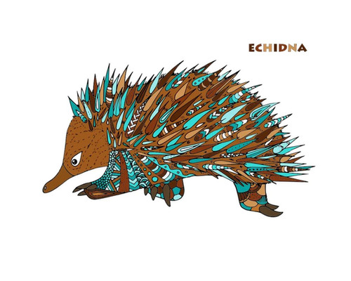 Echidna Colouring Page | Taswild
