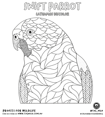 Swift Parrot Colouring Page | Taswild