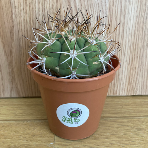 Gymnocalycium comarapense | Curious Cacti